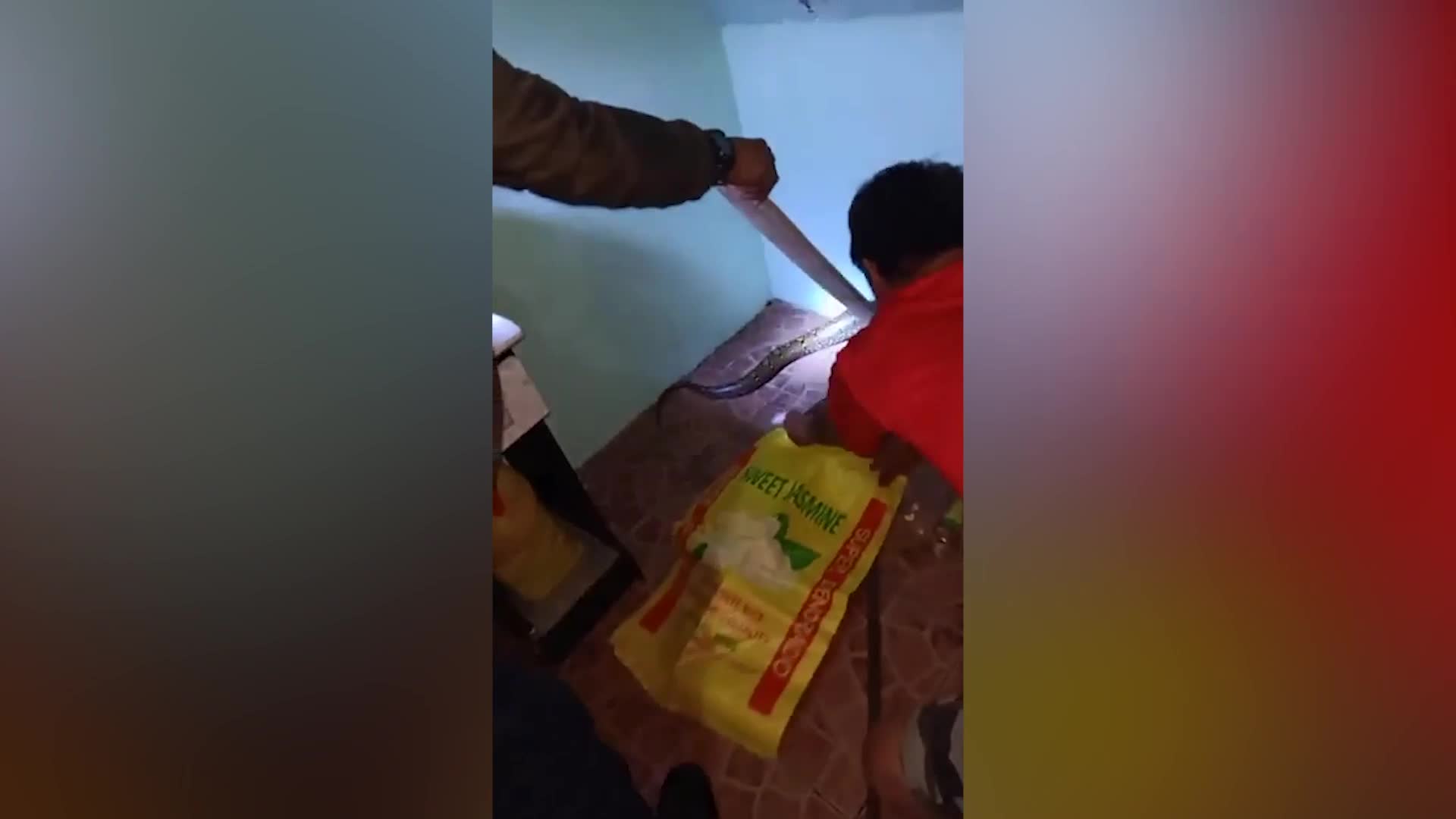 Large python caught hiding inside family's house in the Philippines ...