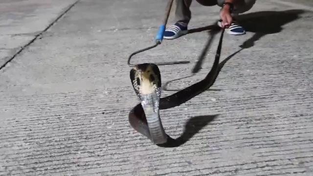Animal rescuers separate python and cobra tangled up with each other ...