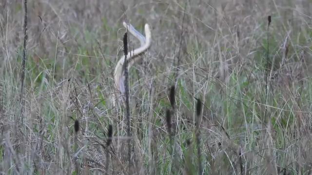 Pair of snakes perform mesmerising mating dance in Cambodia - ViralPress