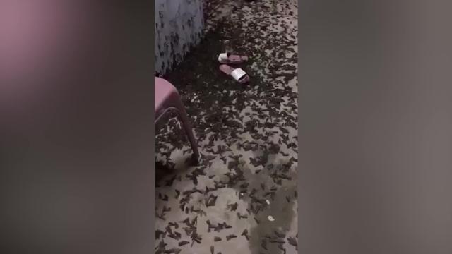Swarm of flying termites invades house in Thailand - ViralPress