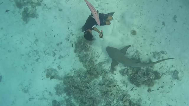 Fearless diver swims with carnivorous sharks as big as him in the ...