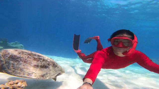 Friendly sea turtle swims next to tourist 'like tour guide' - ViralPress