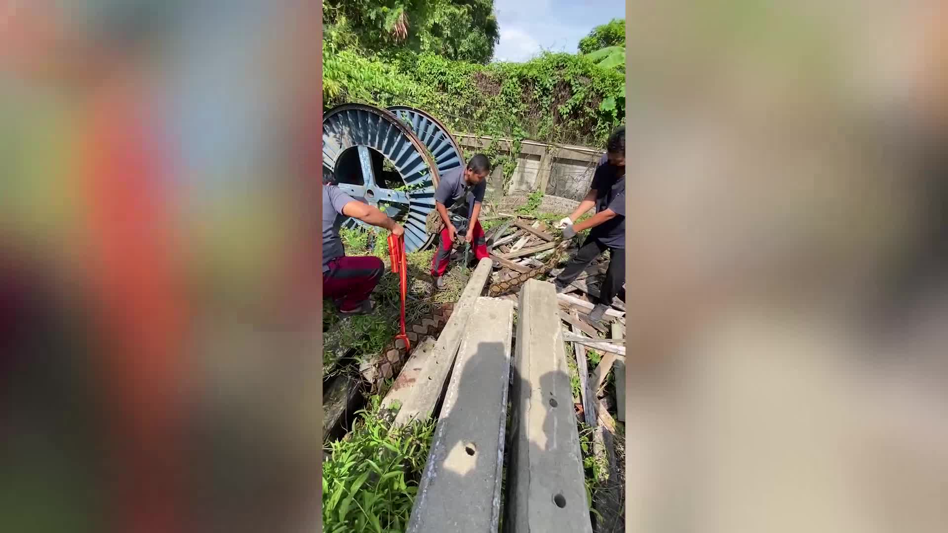 Massive 22ft-long python with TWO dogs in its stomach caught in ...