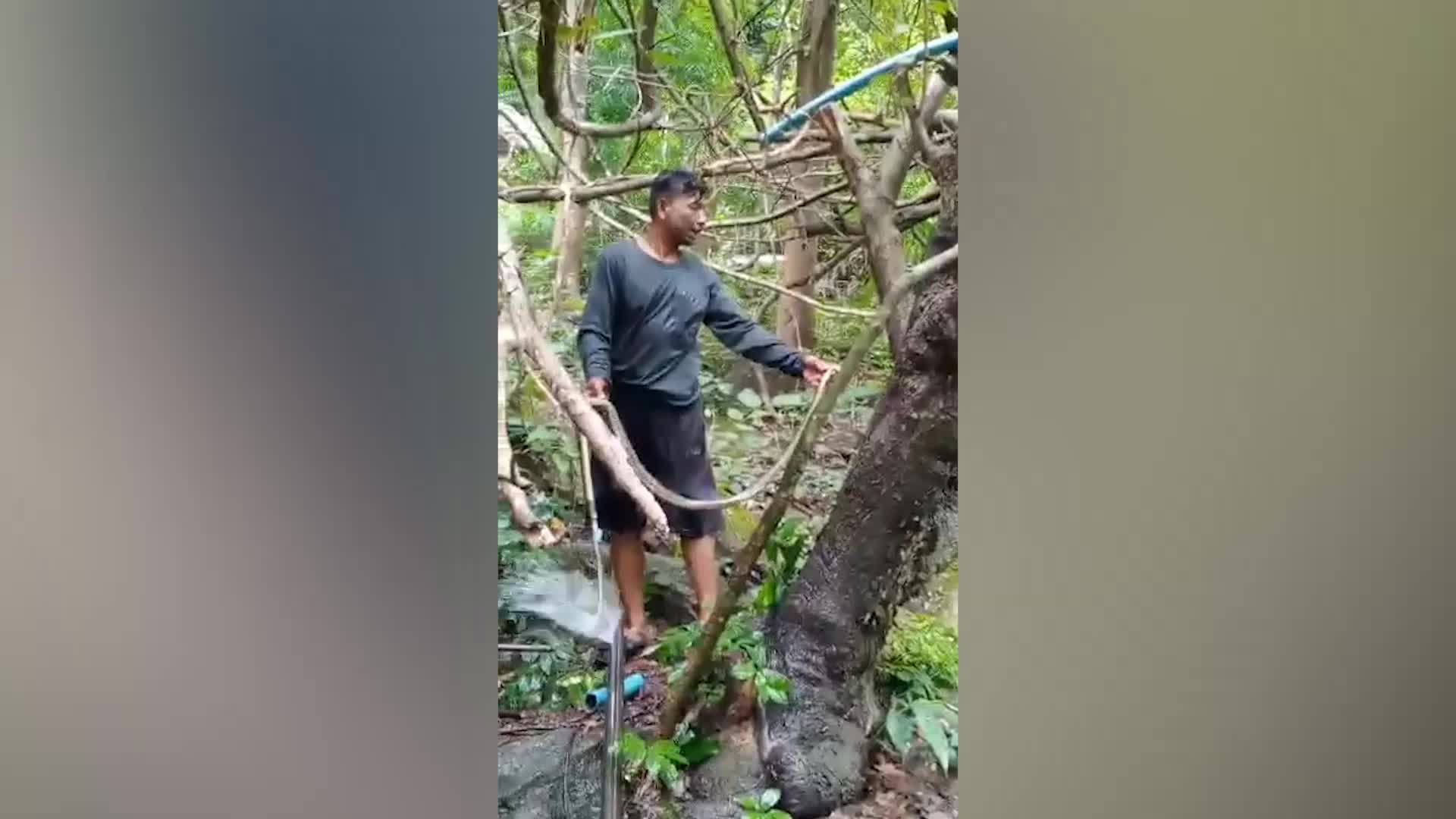 Shocked husband finds python in the toilet in Thailand - ViralPress