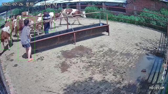 Hilarious moment clumsy cow gets head stuck in trough but resumes drinking anyway - ViralPress