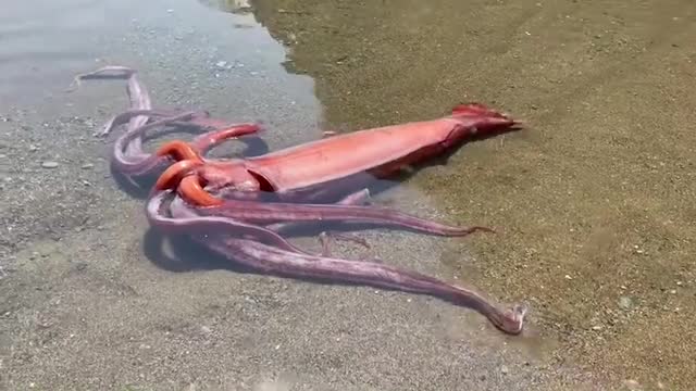 Rare giant squid washes ashore in Japan - ViralPress