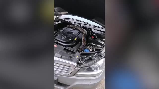 Shocked mechanics find HUGE python stuck inside Mercedes engine ...