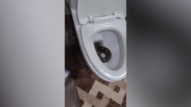 Scary moment python appears in toilet bowl in Thailand - ViralPress