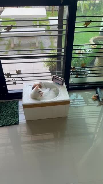 White cat chills in polystyrene box while watching TV - ViralPress