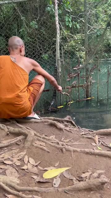 Buddhist monk rescues venomous mangrove snake tangled in fence - ViralPress