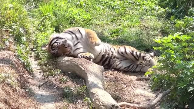 Tiger scratches its back on tree branch - ViralPress
