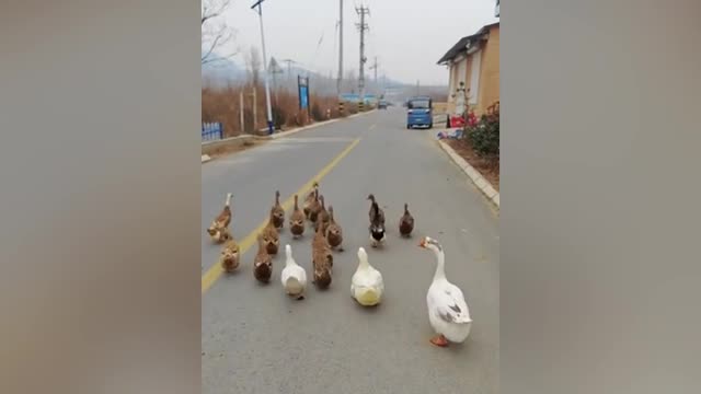 Missing duck reunites with its flock in China - ViralPress