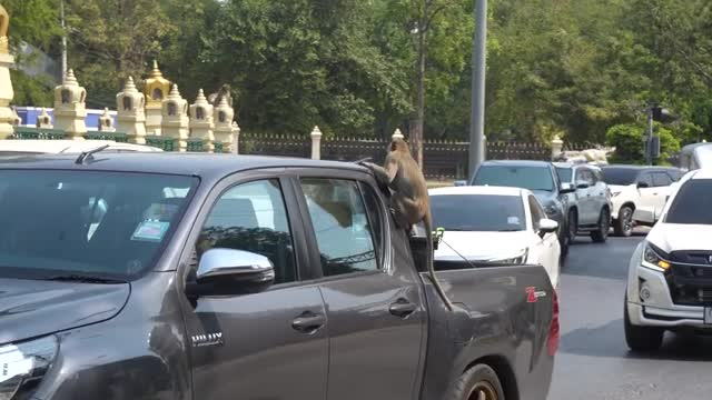Wild monkeys cause chaos in Thai town as police get slingshots to ...