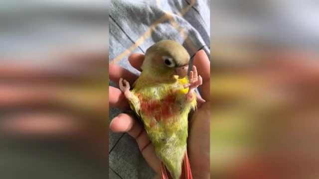 Parrot takes hours to recover after suffering electric shock while ...