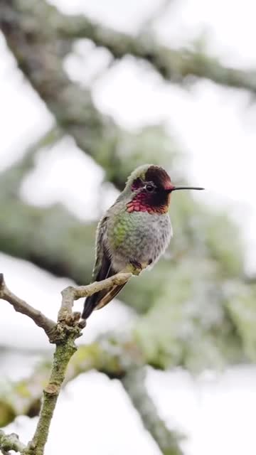 Photographer captures hummingbird changing the colour of their face ...