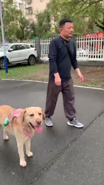 Pet Labrador races with his owner in China - ViralPress