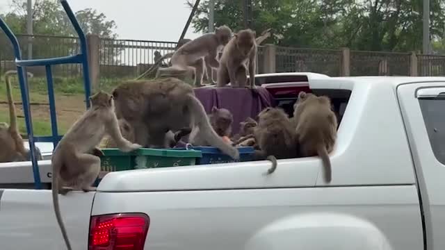 Lopburi monkeys raid pickup truck for oranges - ViralPress