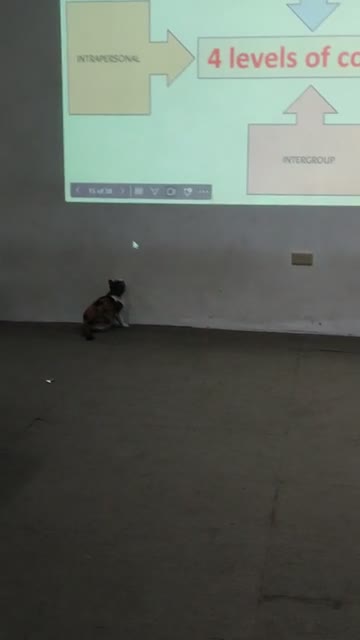 Cat chases mouse cursor arrow on projector screen - ViralPress