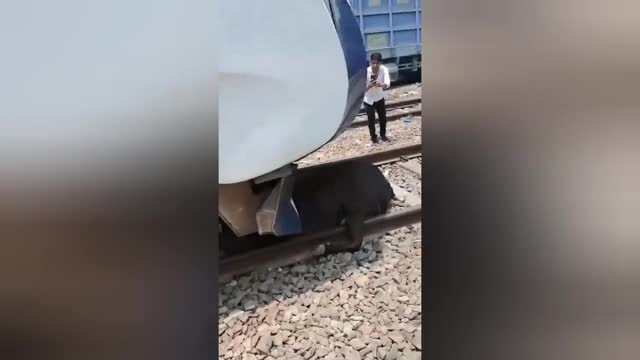 Cow hit by train springs back to its feet in India - ViralPress