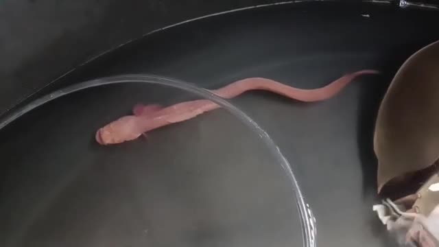 Mutant swamp fish with human teeth baffles fisherman in southern ...