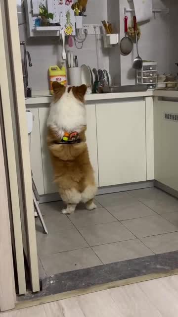 Pet corgi looks busy cooking in kitchen - ViralPress