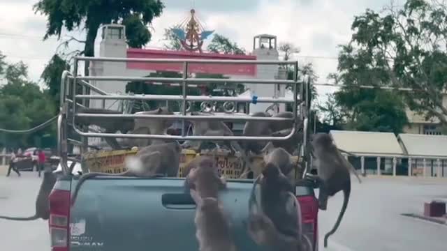 Monkey troop loot passing pickup truck in Thailand - ViralPress