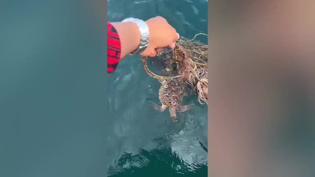 Boat captain rescues baby sea turtle stuck on net - ViralPress