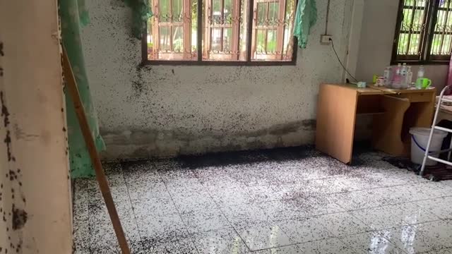 Nightmare scene as thousands of bugs invade home in Thailand - ViralPress