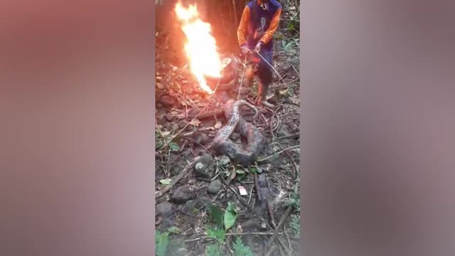 Killer python burned after eating mother in Indonesia - ViralPress