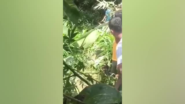 Gargantuan 100kg python caught by villagers in Indonesia - ViralPress