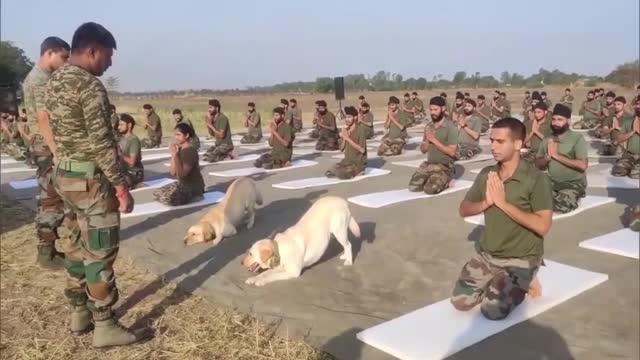 Army bomb squad dogs stretch with soldiers for International Yoga Day ...
