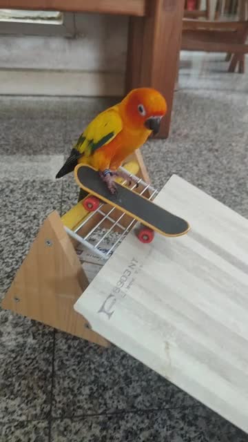 Pet parrot learns how to 'drop in' on skateboard ramp - ViralPress