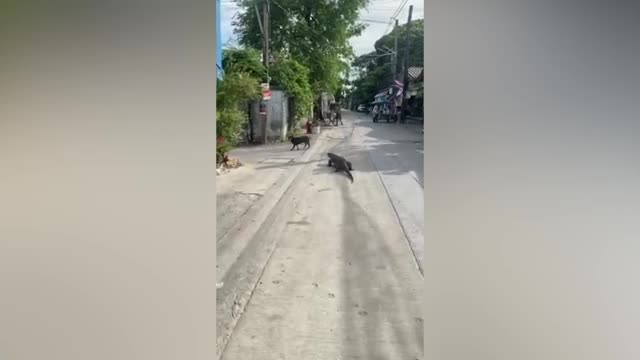 Giant 'Godzilla' monitor lizard shuffles across street - ViralPress