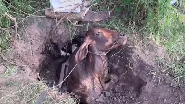 Cow stuck in muddy pit rescued in Thailand - ViralPress