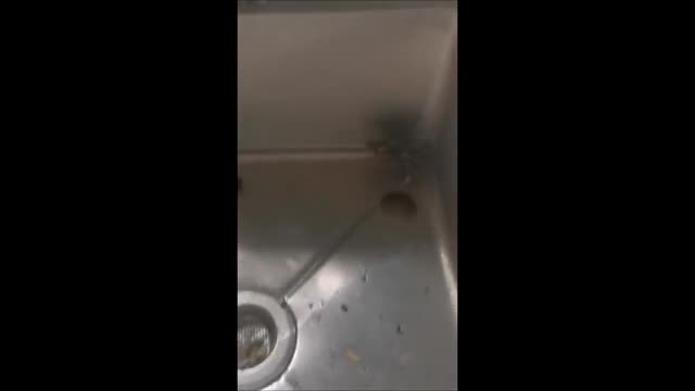 Attempt to flush mouse from sink backfires in China - ViralPress