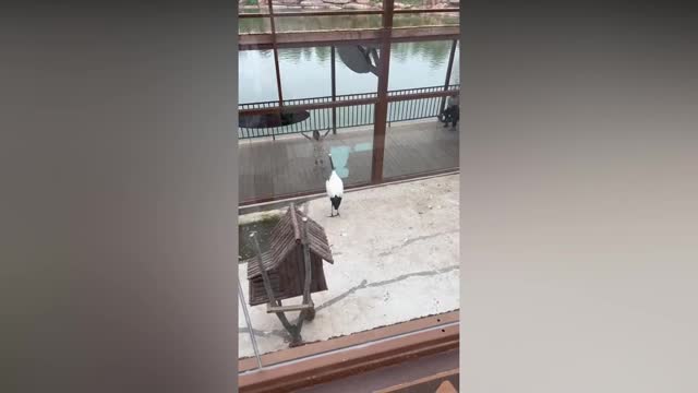 Large bird mimics little girl flapping her arms like wings behind ...