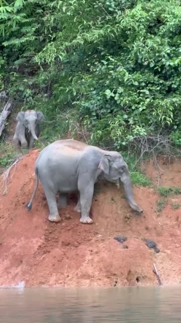 Mother elephant and her baby tip toe together along steep river bank ...