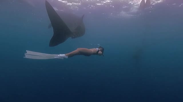 Cheeky whale shark uses its tail to slap bikini-clad diver on her ...