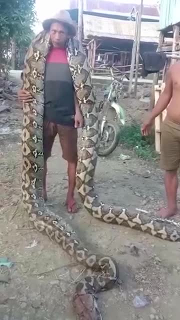 Villager carries giant python across his shoulders after it was caught among homes - ViralPress