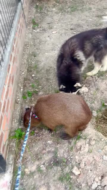 Husky and capybara play together like rival siblings - ViralPress
